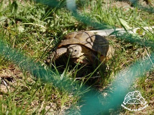 Żółw stepowy na krytym wybiegu | Żółwie lądowe, żółw stepowy i grecki